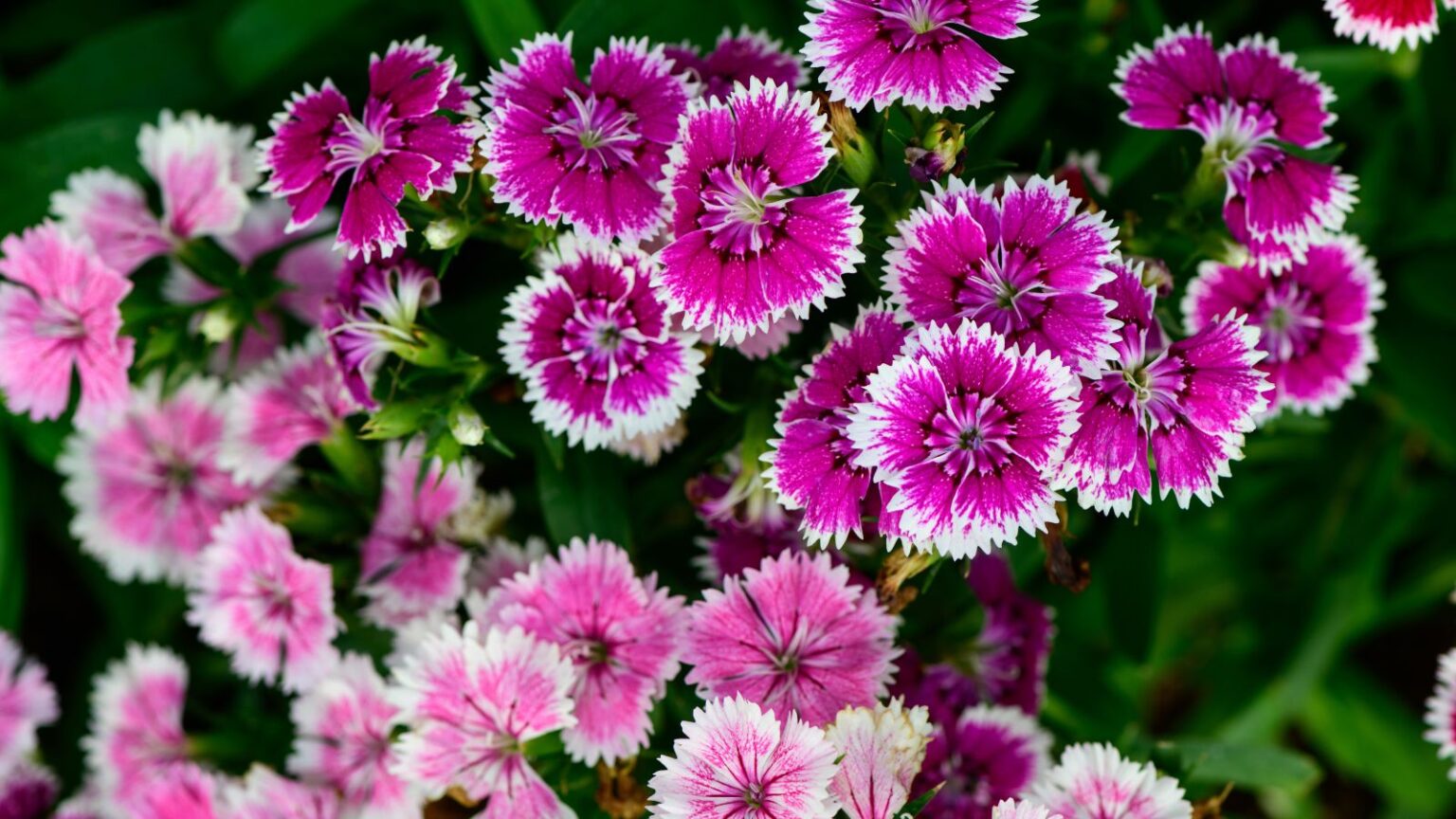 11 Frost-Hardy Flowers You Can Grow from Seed