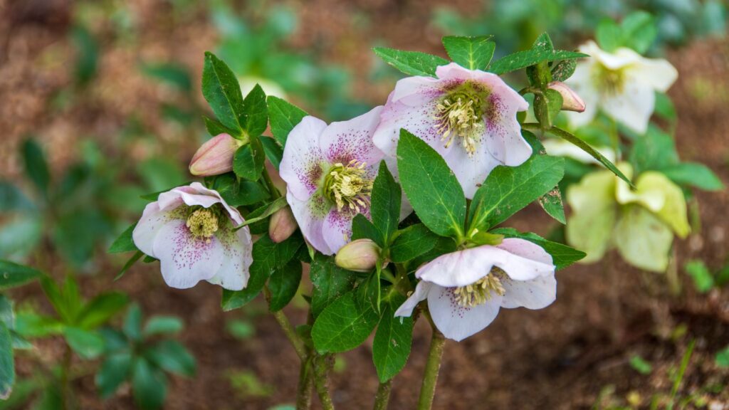 15 Perennials to Plant in November Based on Frost Date