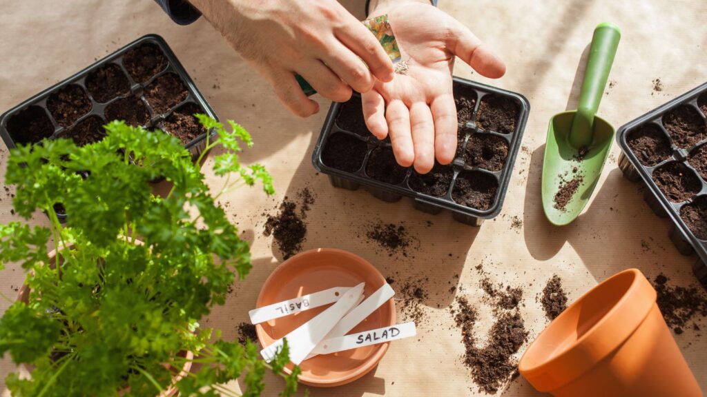 How and When to Start Seeds Indoors