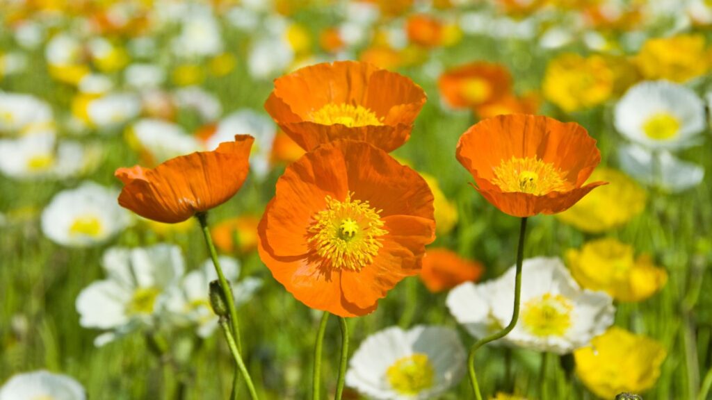 11 Frost-Hardy Flowers You Can Grow from Seed