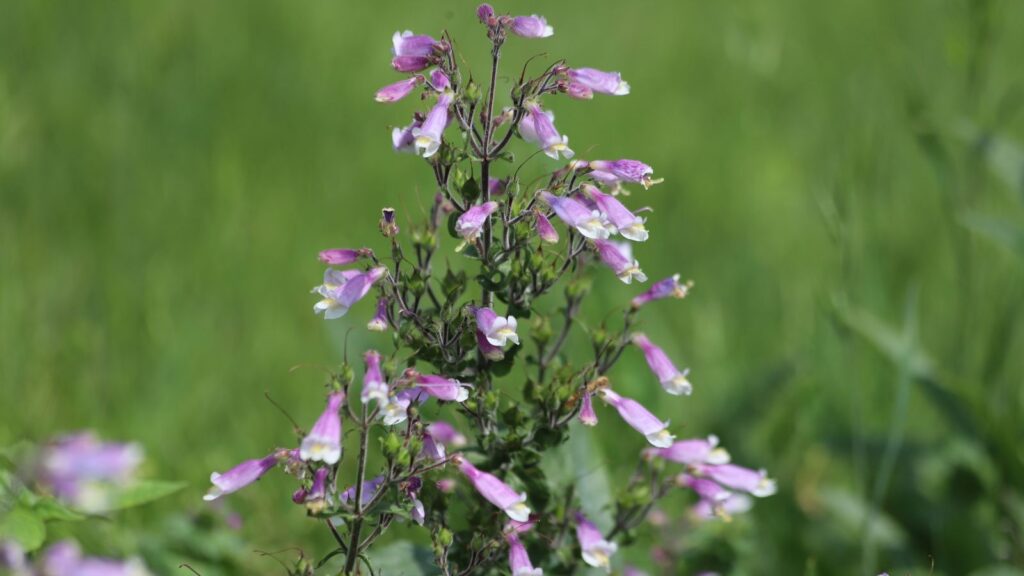 15 Perennials to Plant in November Based on Frost Date