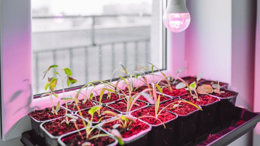 How and When to Start Seeds Indoors