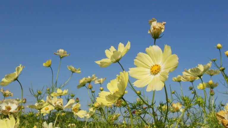 The 28 Best Seeds for Winter-Sowing