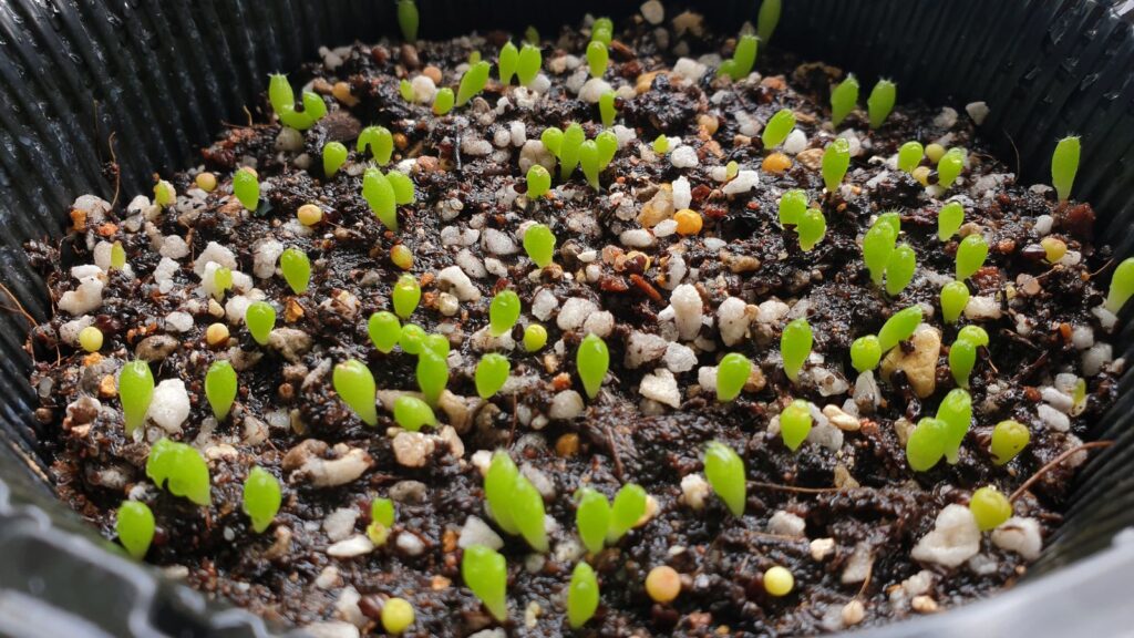 How to Grow Your Own Cactus From Seed