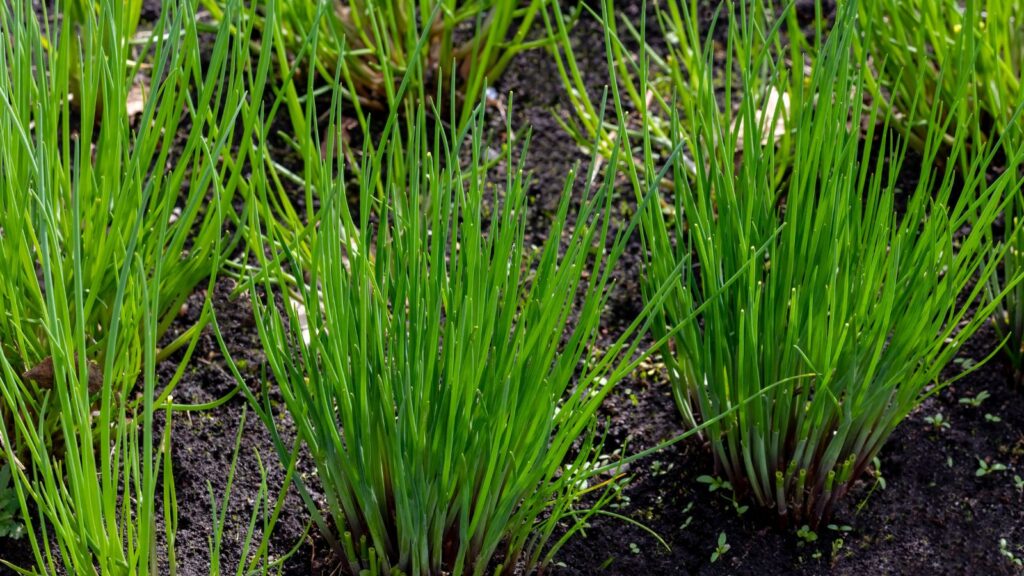 12 Culinary Herbs You Can Grow from Seed