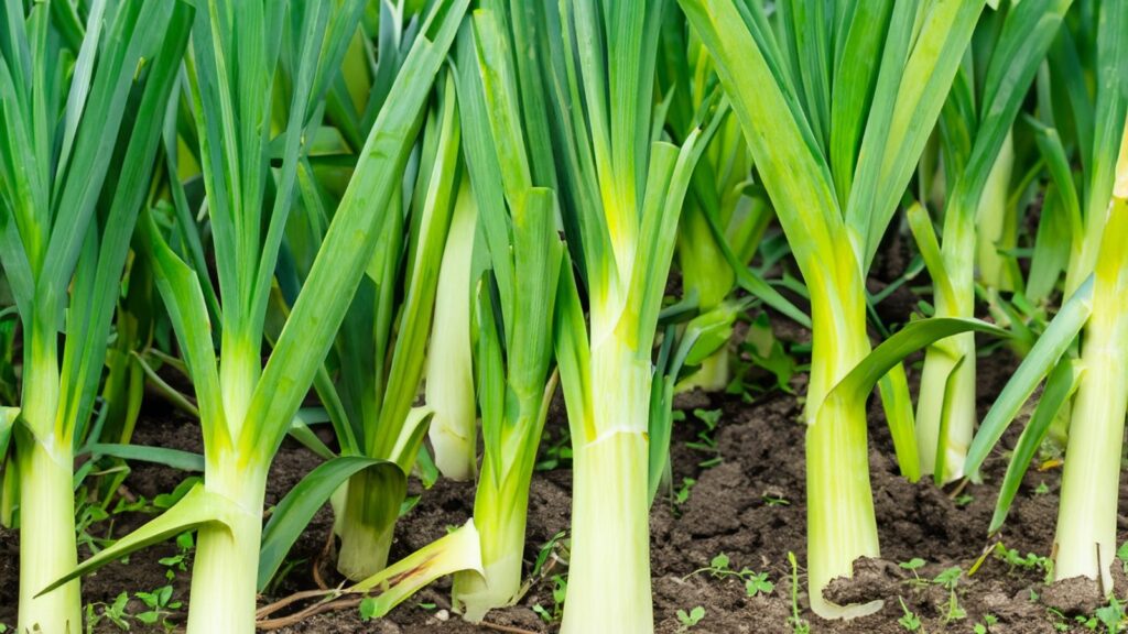 15 Seeds For a Game of Thrones-Inspired Garden
