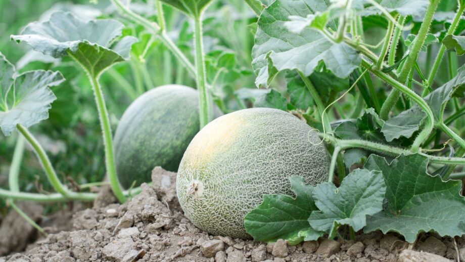Grow Your Own Chibi Garden With These 10 Adorable Mini Plants