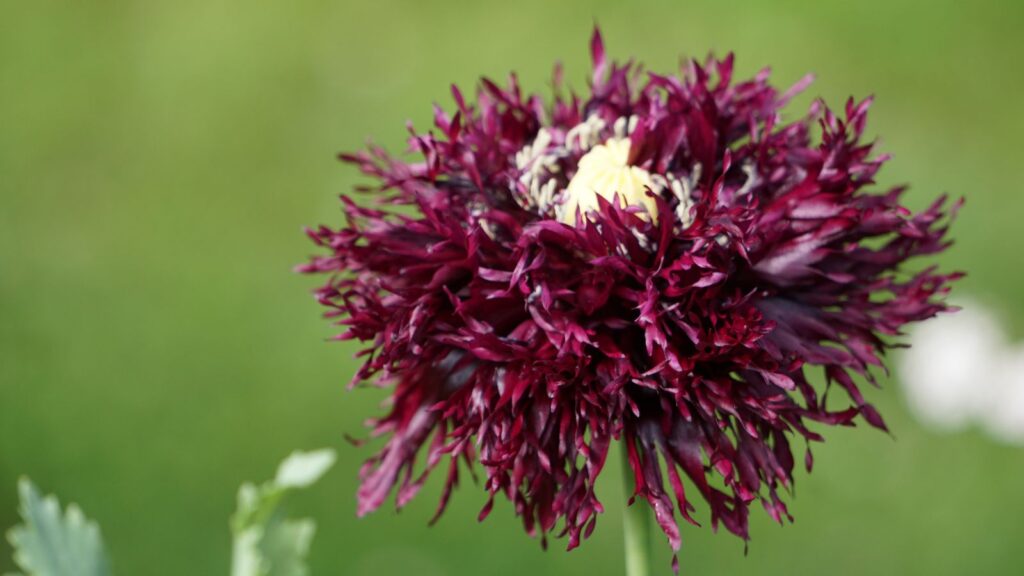 15 Seeds For a Game of Thrones-Inspired Garden