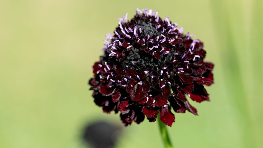 15 Seeds For a Game of Thrones-Inspired Garden