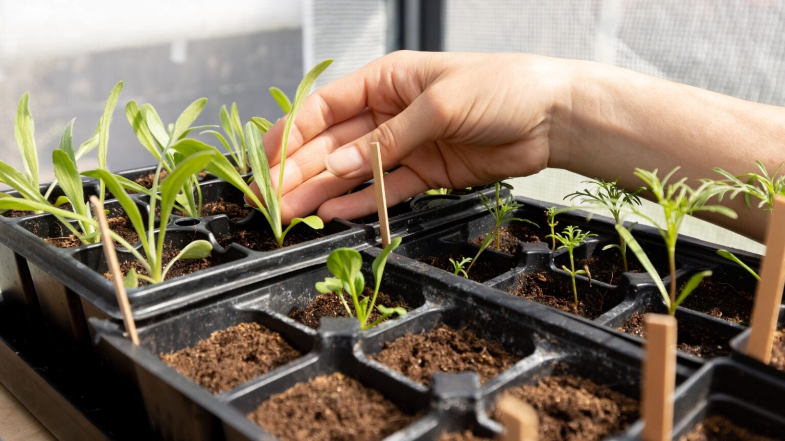 How and When to Start Seeds Indoors