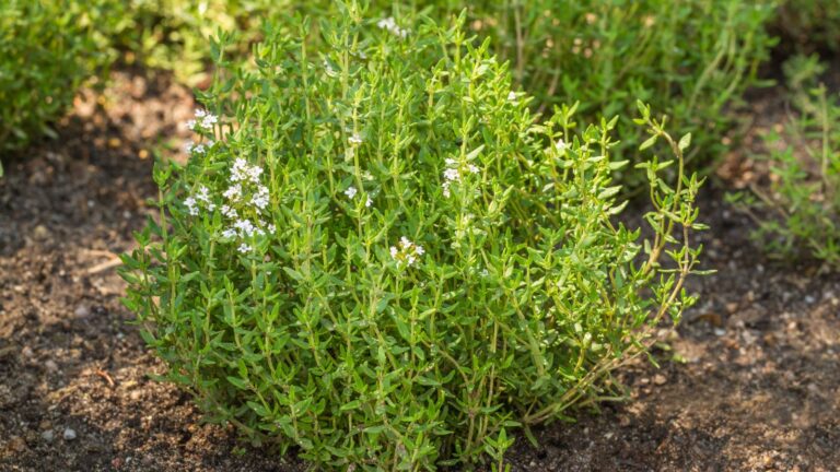 15 Weed-Fighting Ground Cover Plants That Spread Naturally