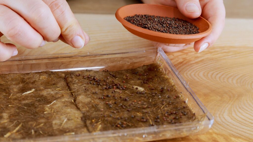 The Complete Guide to Growing Microgreens Year-Round