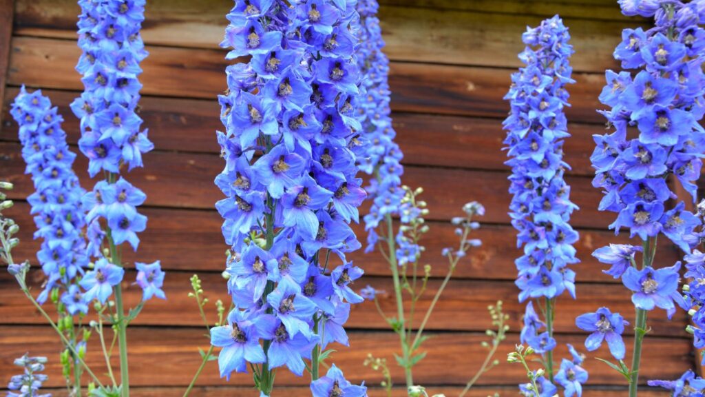 The Best Seeds to Plant in February for Your Gardening Zone