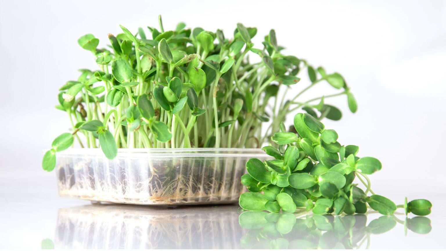 The Complete Guide to Growing Microgreens Year-Round