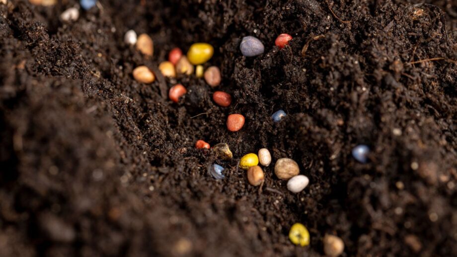 Why You Need Seed Shakers and How to Use Them