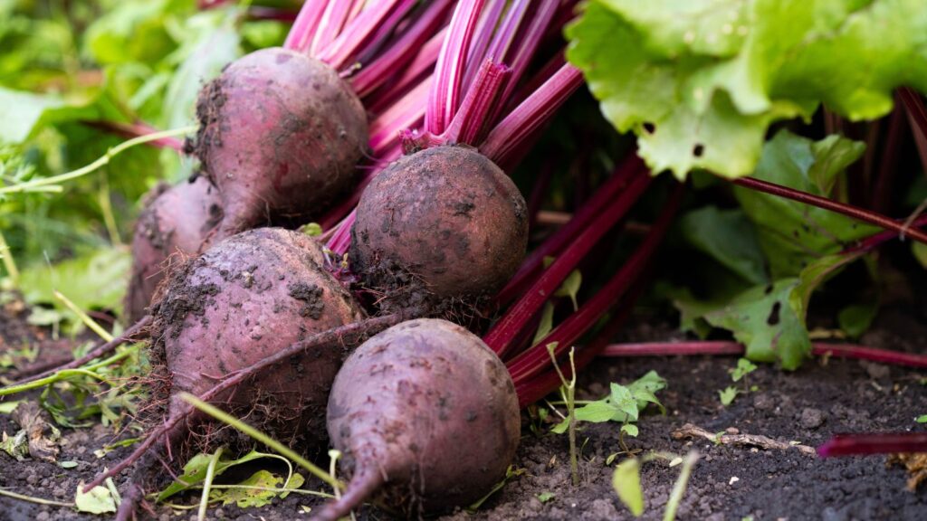 19 Best Plants to Grow in A GreenStalk Planter
