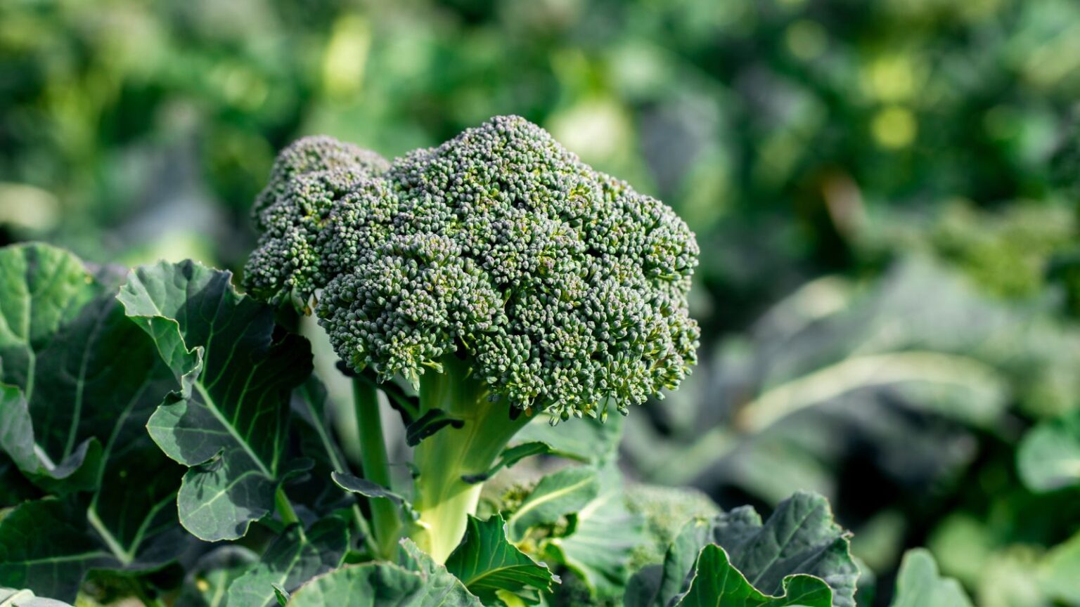 15 Winter Vegetables That Survive Frost and Snow