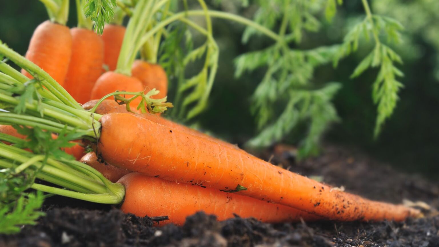 15 Winter Vegetables That Survive Frost and Snow