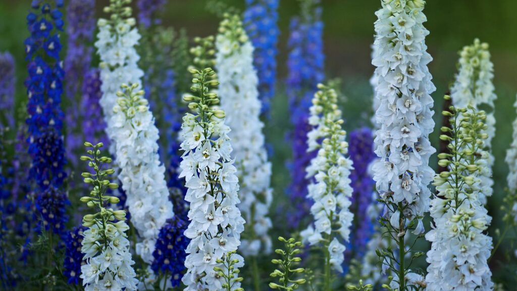 The 28 Best Seeds for Winter-Sowing