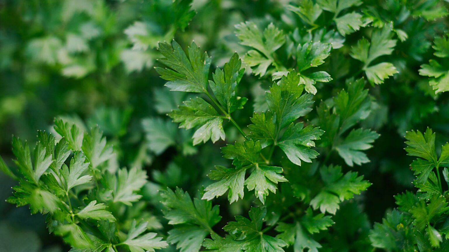 12 Crops You Should Plant in April