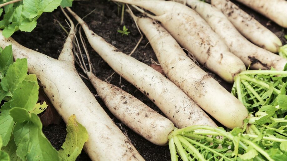 15 Winter Vegetables That Survive Frost and Snow