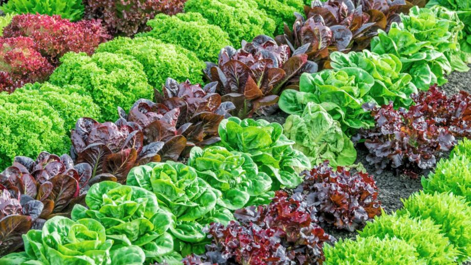 17 Fast-Growing Crops For an Early Harvest - botanicalinterests.com ...