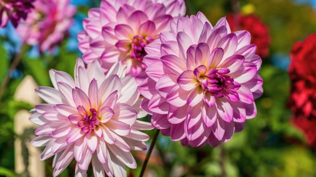 7 Best Bulbs to Plant in Spring for Summer Blooms