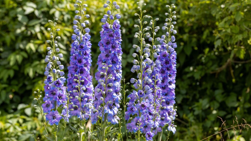 13 Classic Garden Flowers to Start From Seed in March
