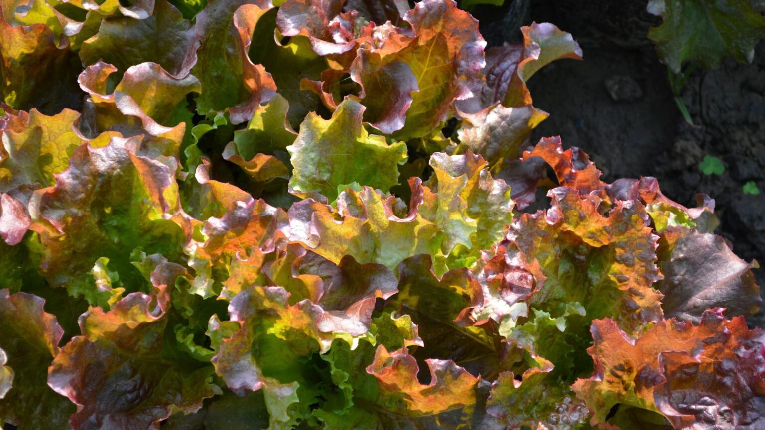 15 Best Lettuce Varieties to Grow from Seed