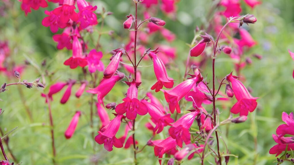 9 Native Perennials You Can Start from Seed