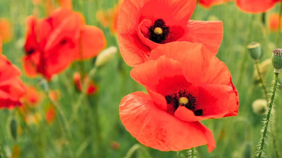 13 Classic Garden Flowers to Start From Seed in March