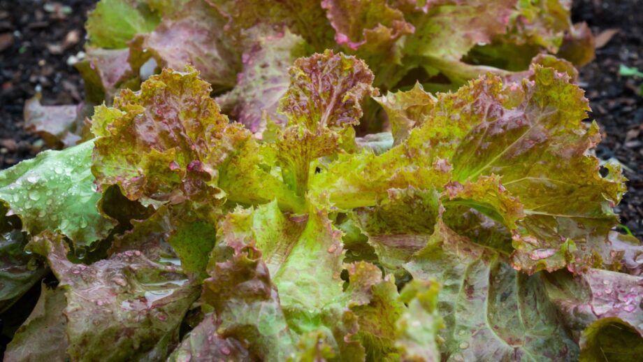 15 Best Lettuce Varieties to Grow from Seed