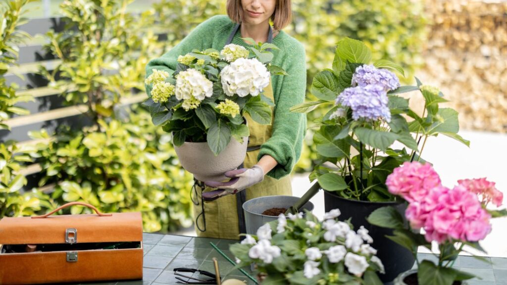 9 Hydrangea Growing Tips for Your Garden