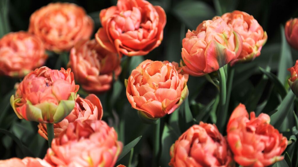 15 Beautiful Tulip Varieties for Your Garden