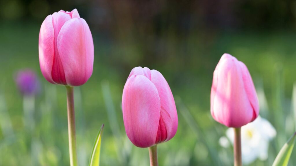 15 Beautiful Tulip Varieties for Your Garden