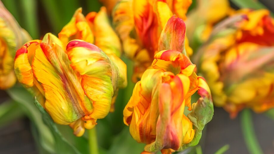 15 Beautiful Tulip Varieties for Your Garden