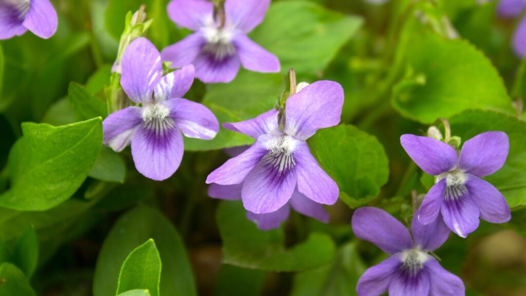 8 Wonderful Reasons to Welcome the Wild Violets in Your Lawn