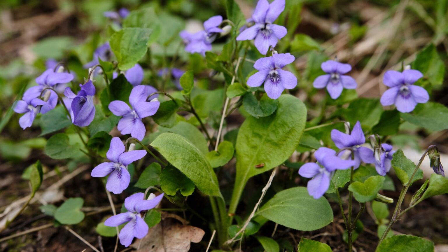 8 Wonderful Reasons to Welcome the Wild Violets in Your Lawn