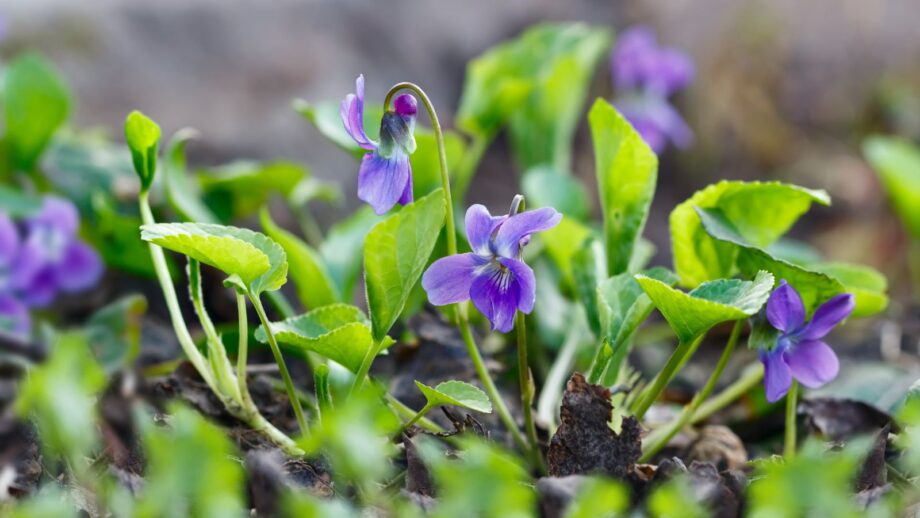 8 Wonderful Reasons to Welcome the Wild Violets in Your Lawn