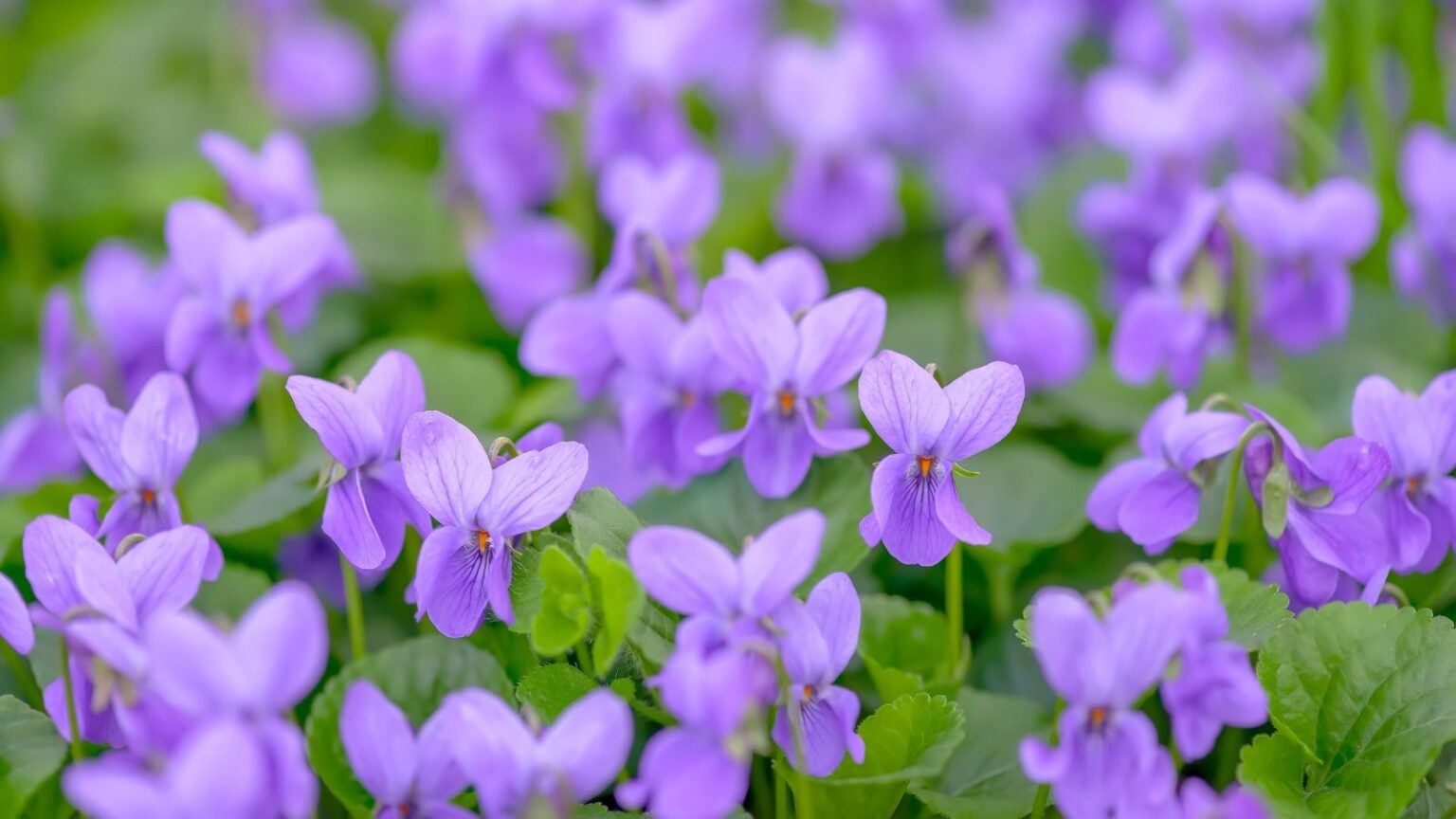 8 Wonderful Reasons to Welcome the Wild Violets in Your Lawn
