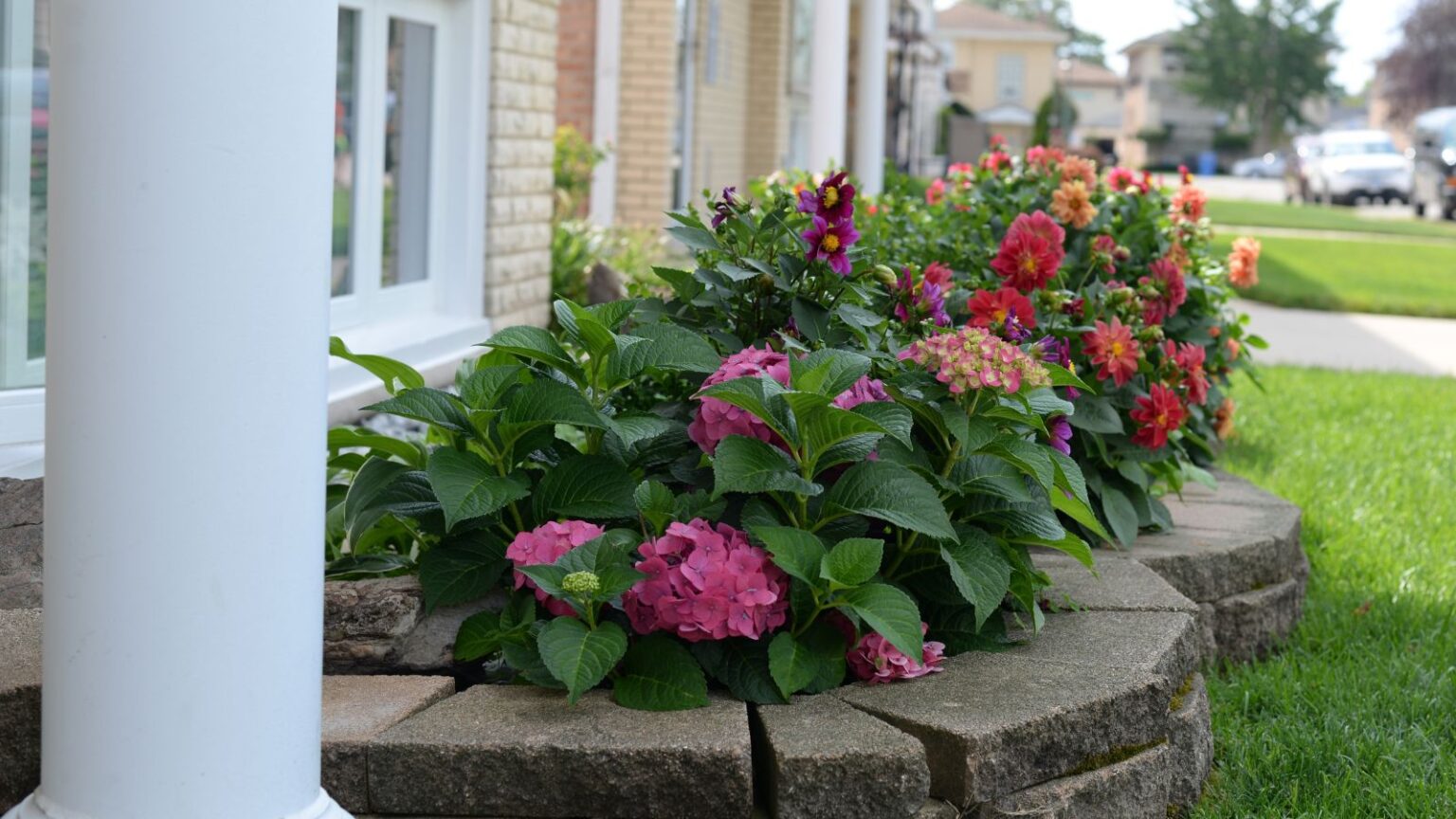 Foundation Plants: 13 Perfect Plants to Frame Your Home