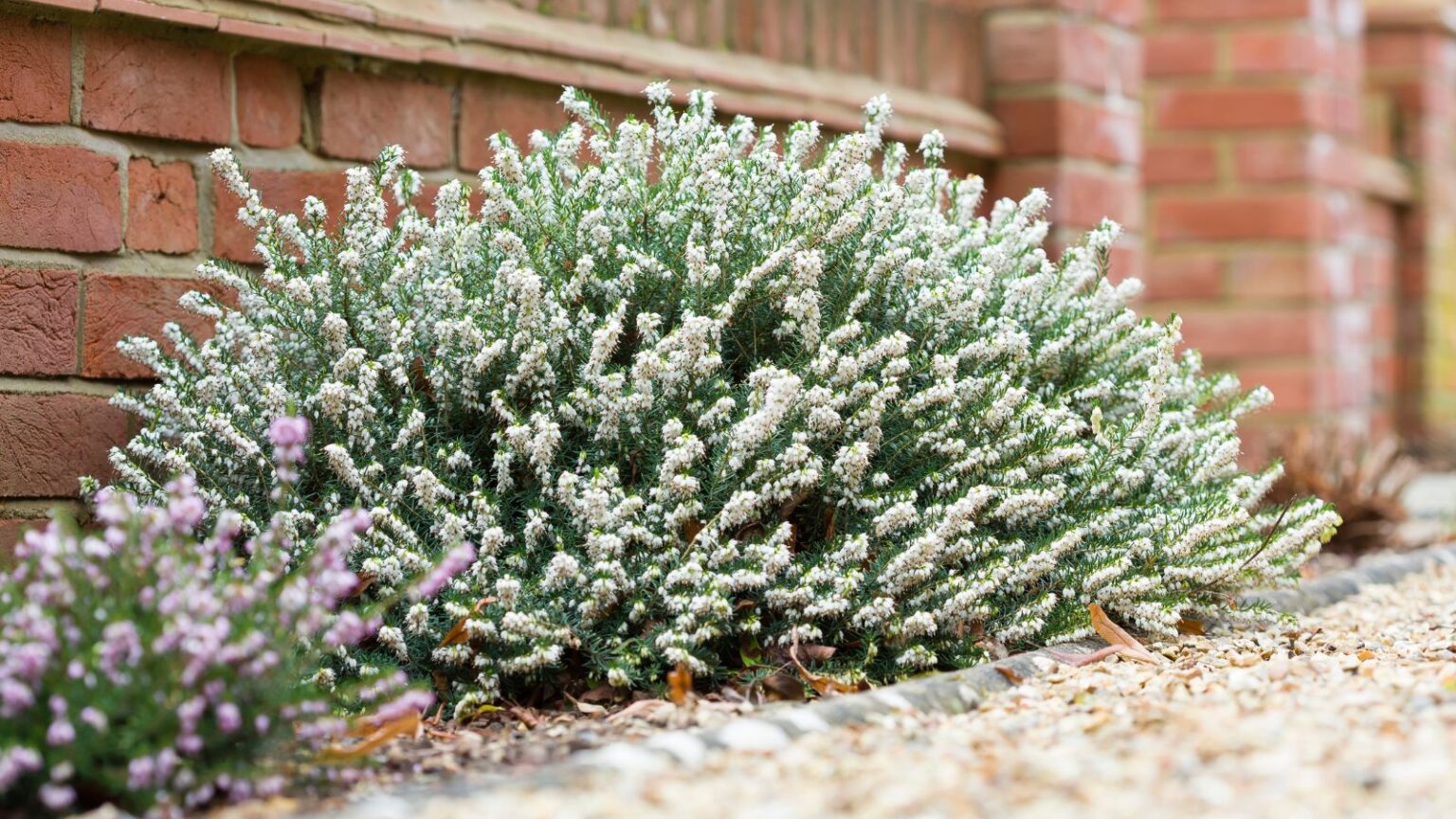 Foundation Plants: 13 Perfect Plants to Frame Your Home