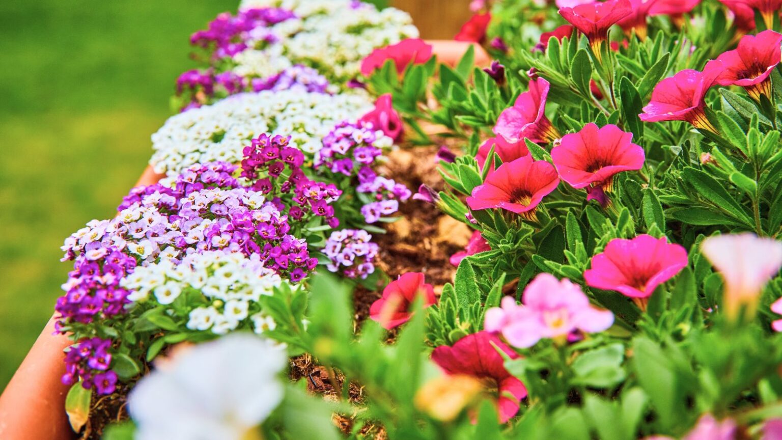 Our Favorite Annuals For Spring Containers