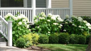 Foundation Plants: 13 Perfect Plants to Frame Your Home