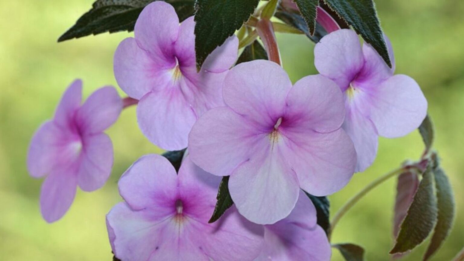 35 Flowers That Will Bloom All Season Long
