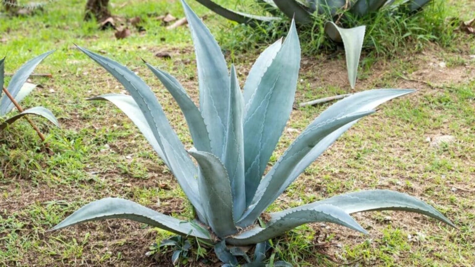 31 Drought Tolerant Plants That Thrive in Dry Conditions