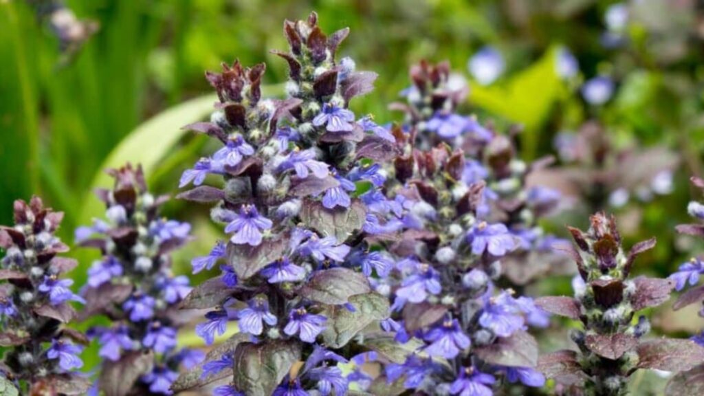 31 Spring Blooming Perennial Flowers to Plant This Fall