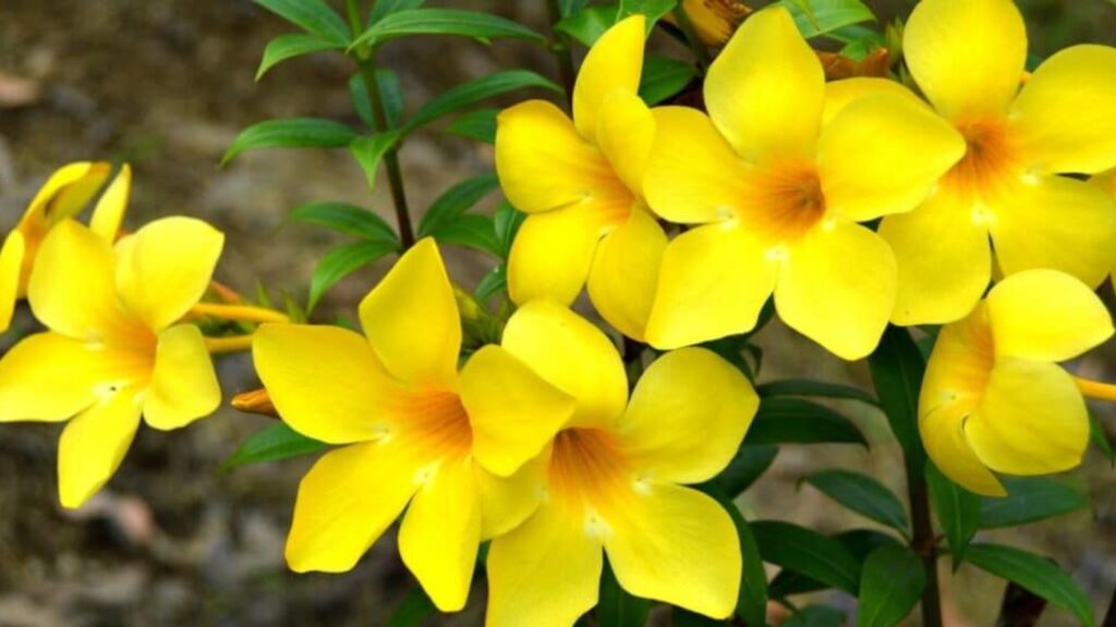 17 Yellow Flowering Shrubs For Bright Garden Color
