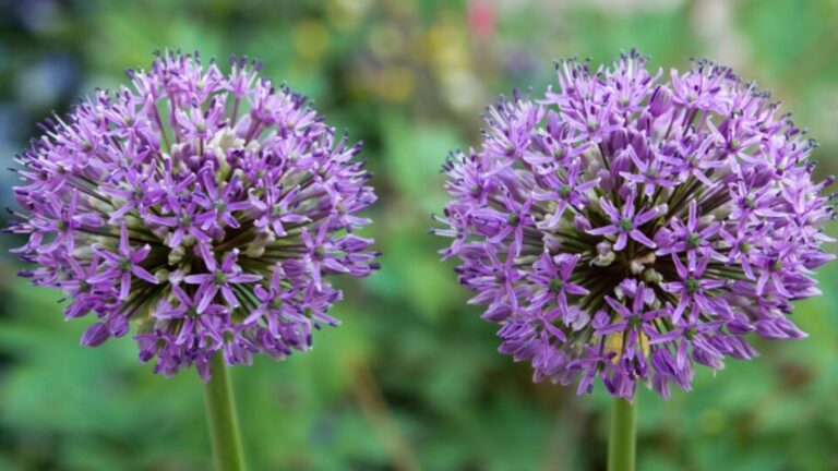 45 Purple Perennial Flowers For Royal Garden Color