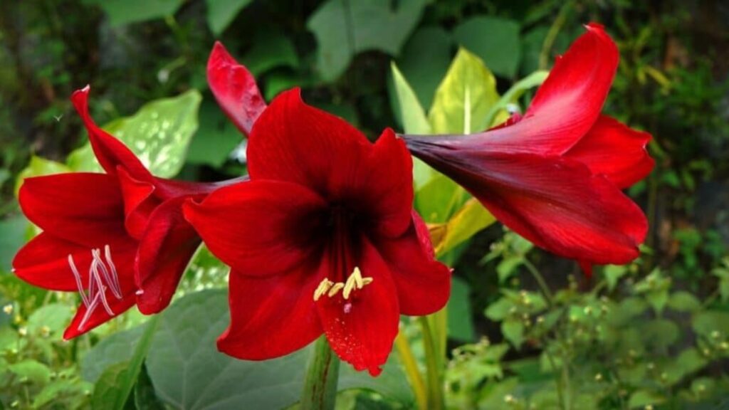 21 Red Perennial Flowers For Bold Garden Color